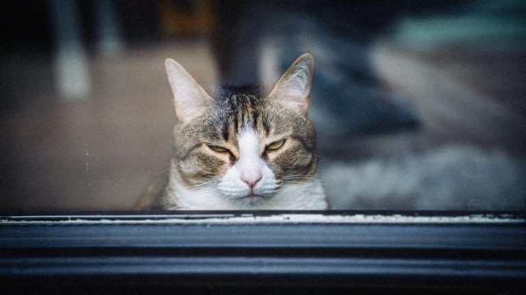Feline Dental Chart PDF | Cat Teeth Care Guide